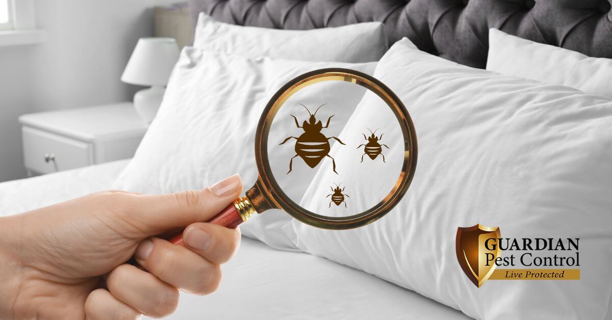 How Do I Get Rid of Bed Bugs in My Home?